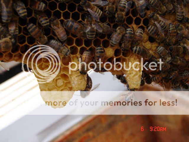 New frame holder for grafting | Beesource Beekeeping Forums